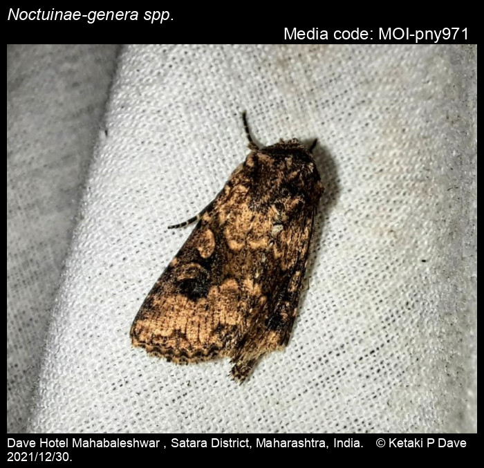 Noctuinae-genera spp. | Moths